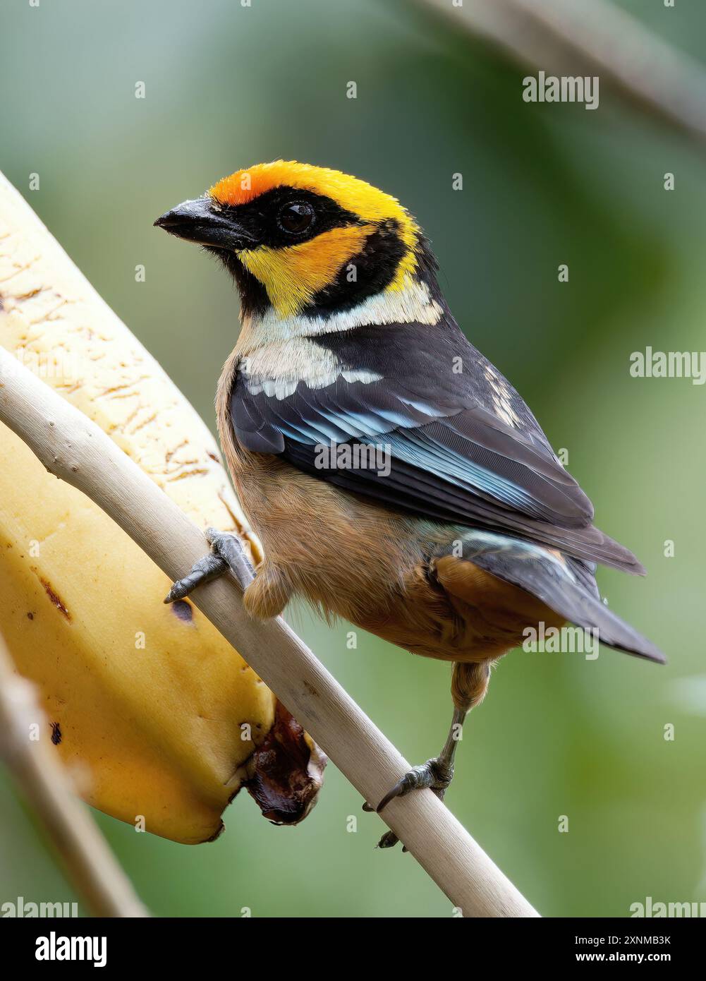 Flame-faced tanager, Rotstirntangare, Calliste à face rouge, Tangara ...