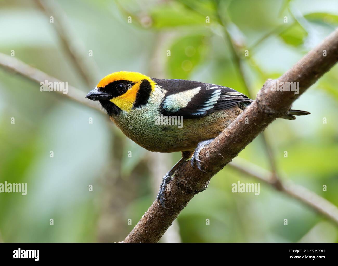Flame-faced tanager, Rotstirntangare, Calliste à face rouge, Tangara ...