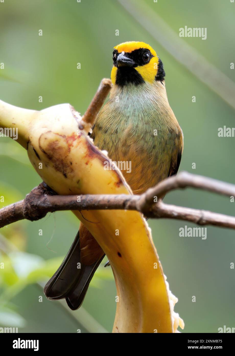 Flame-faced tanager, Rotstirntangare, Calliste à face rouge, Tangara ...