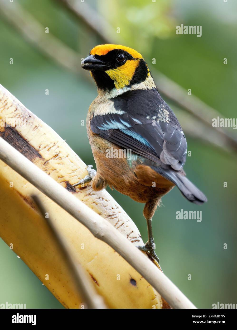 Flame-faced tanager, Rotstirntangare, Calliste à face rouge, Tangara ...