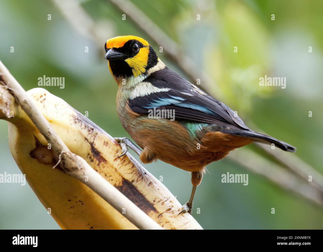 Calliste de parzudaki hi-res stock photography and images - Alamy