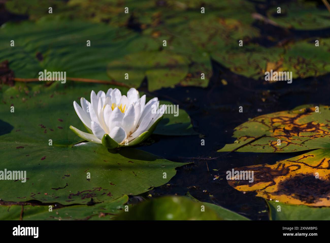 Water lily in local wetland Stock Photo - Alamy