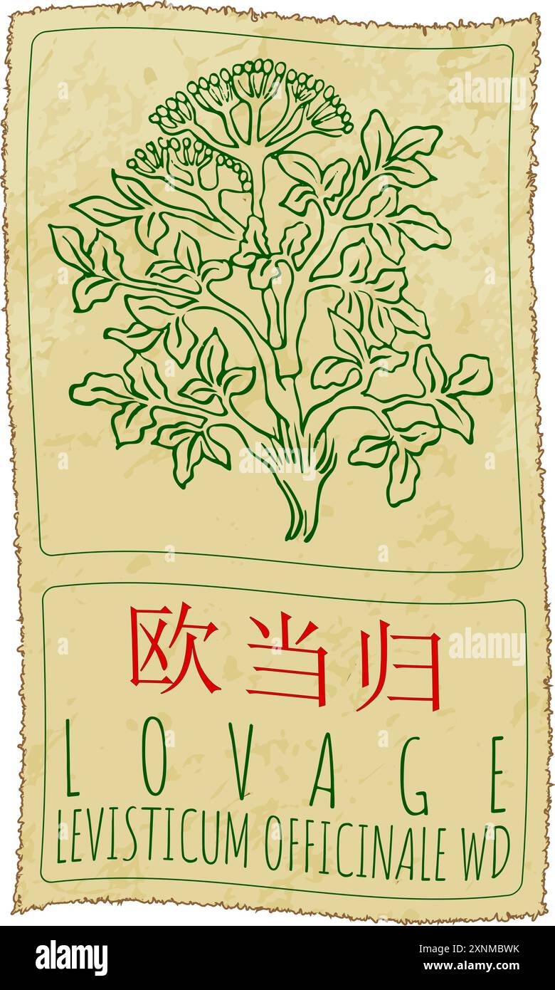 Levisticum officinale Stock Vector Images - Alamy