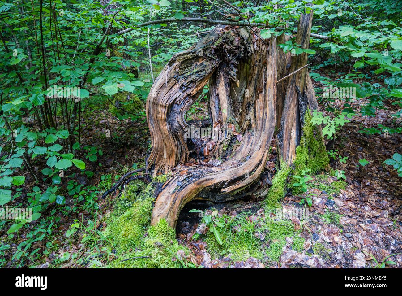 A gnarly tree trunk that has been damaged by a lightning strike at some ...