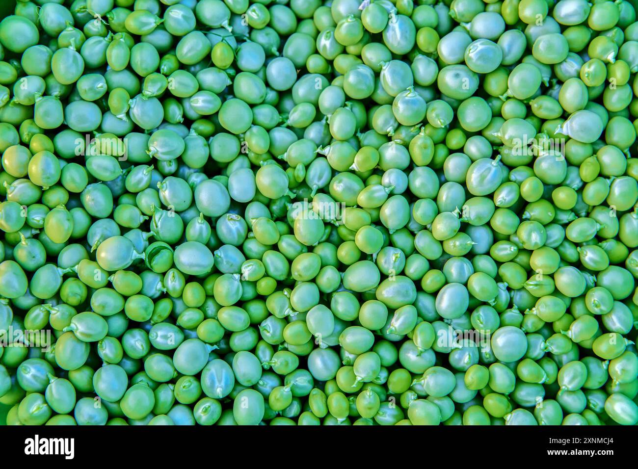 Field pea seed texture, green field peas without pods Stock Photo - Alamy