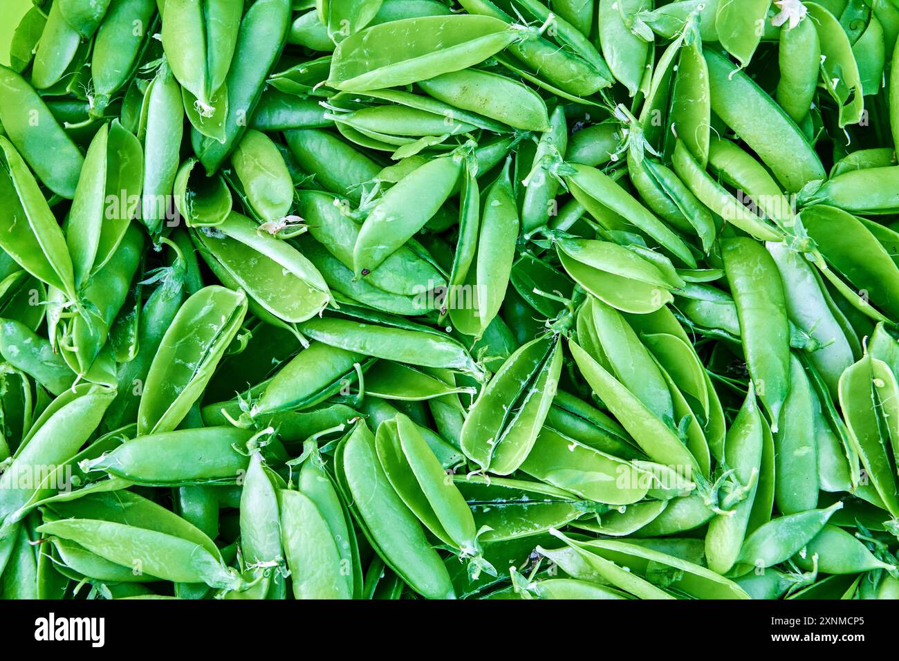Empty open shells of green field pea pods after harvesting and shelling ...