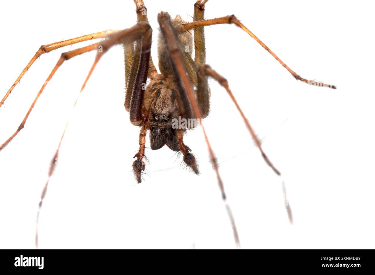 Close Up of a Large Scary House Spider with Hairy Legs and Fangs Stock ...