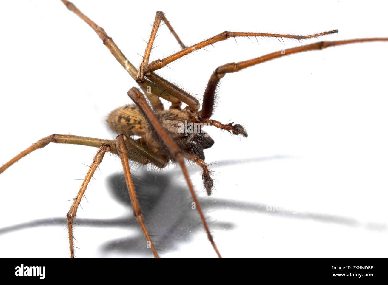 Close Up of a Large Scary House Spider with Hairy Legs and Fangs Stock ...