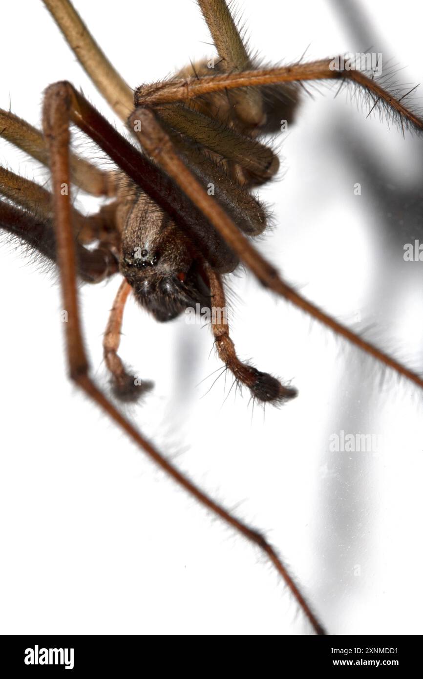 Close Up of a Large Scary House Spider with Hairy Legs and Fangs Stock ...