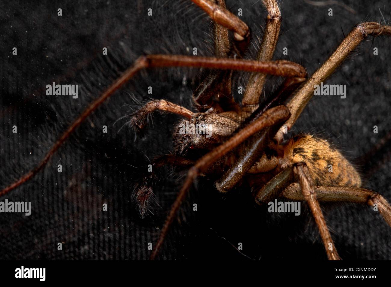Close Up of a Large Scary House Spider with Hairy Legs and Fangs Stock ...