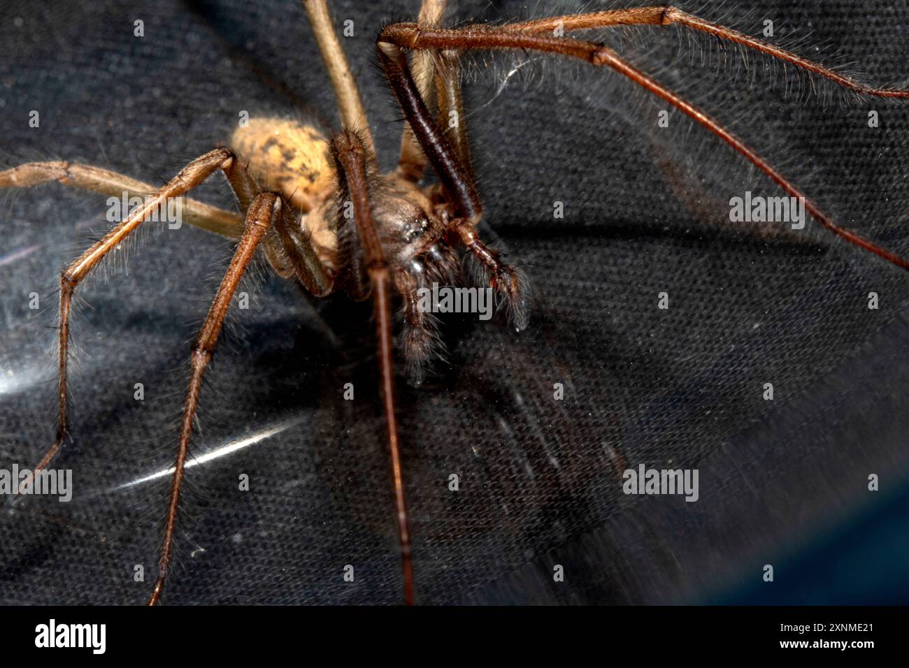 Close Up of a Large Scary House Spider with Hairy Legs and Fangs Stock ...