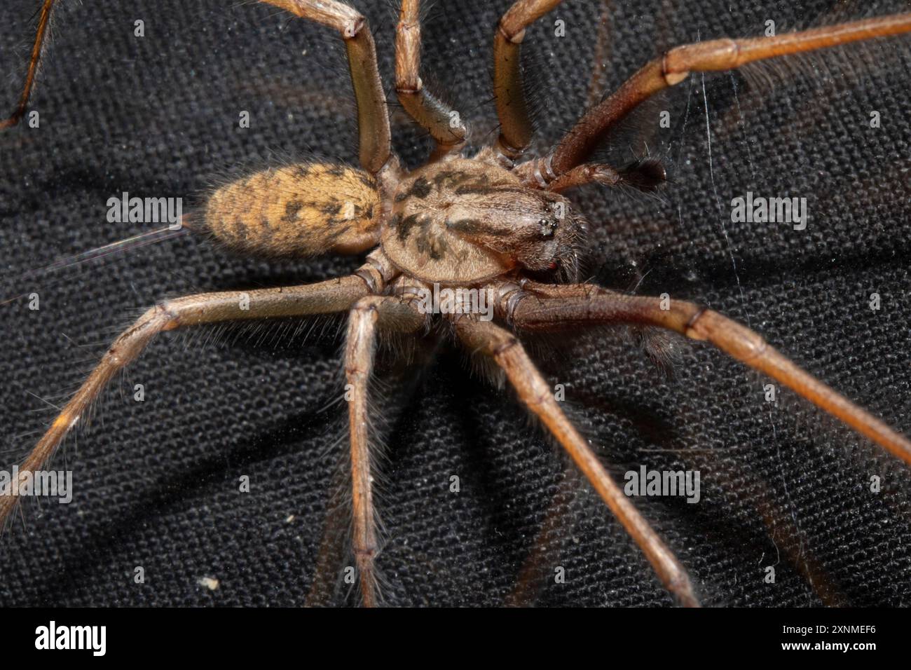 Close Up of a Large Scary House Spider with Hairy Legs and Fangs Stock ...