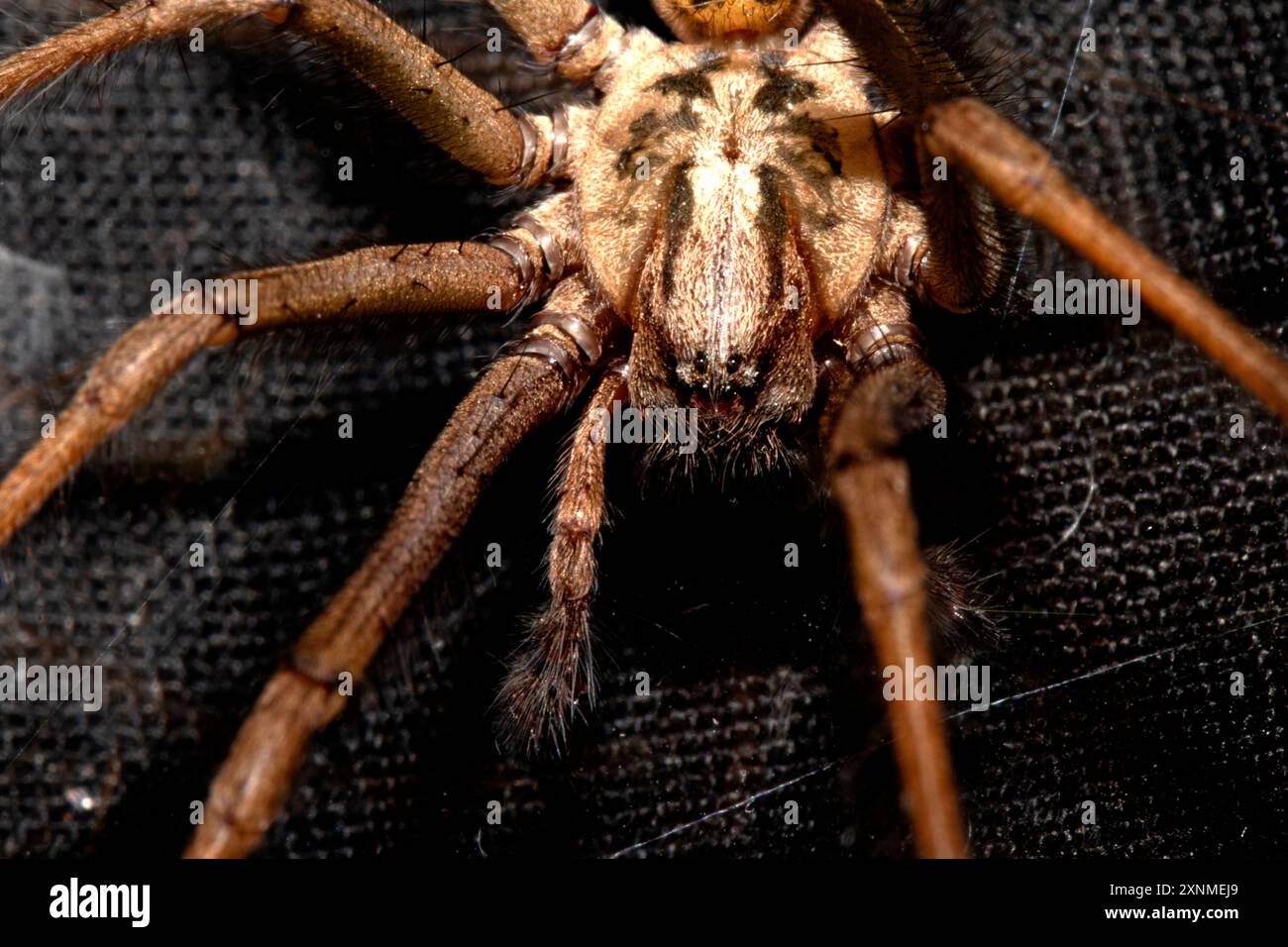 Close Up of a Large Scary House Spider with Hairy Legs and Fangs Stock ...