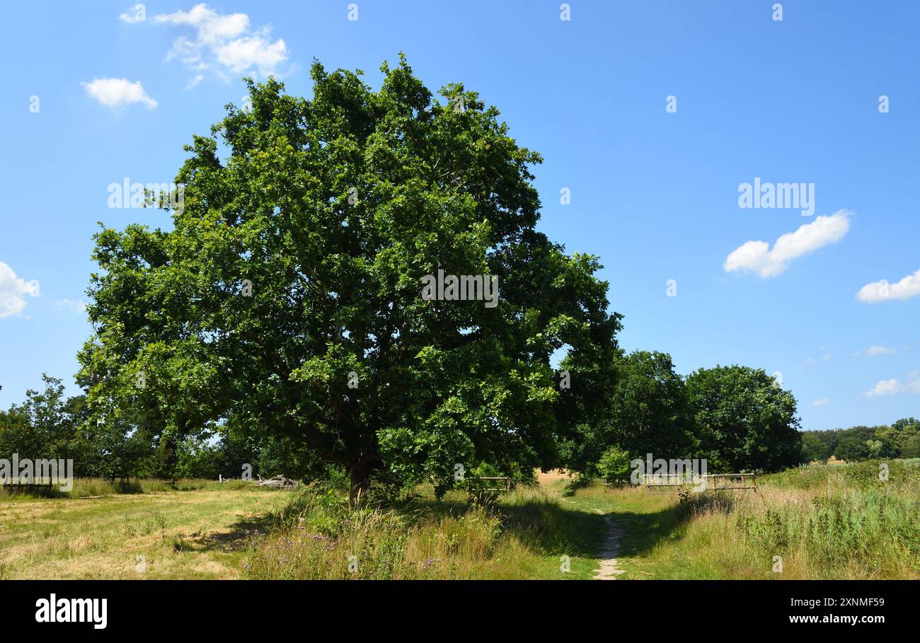 Old english trees hi-res stock photography and images - Alamy