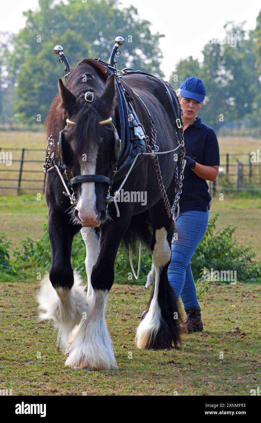 Shire Horse walking on reins with female handler Stock Photo - Alamy
