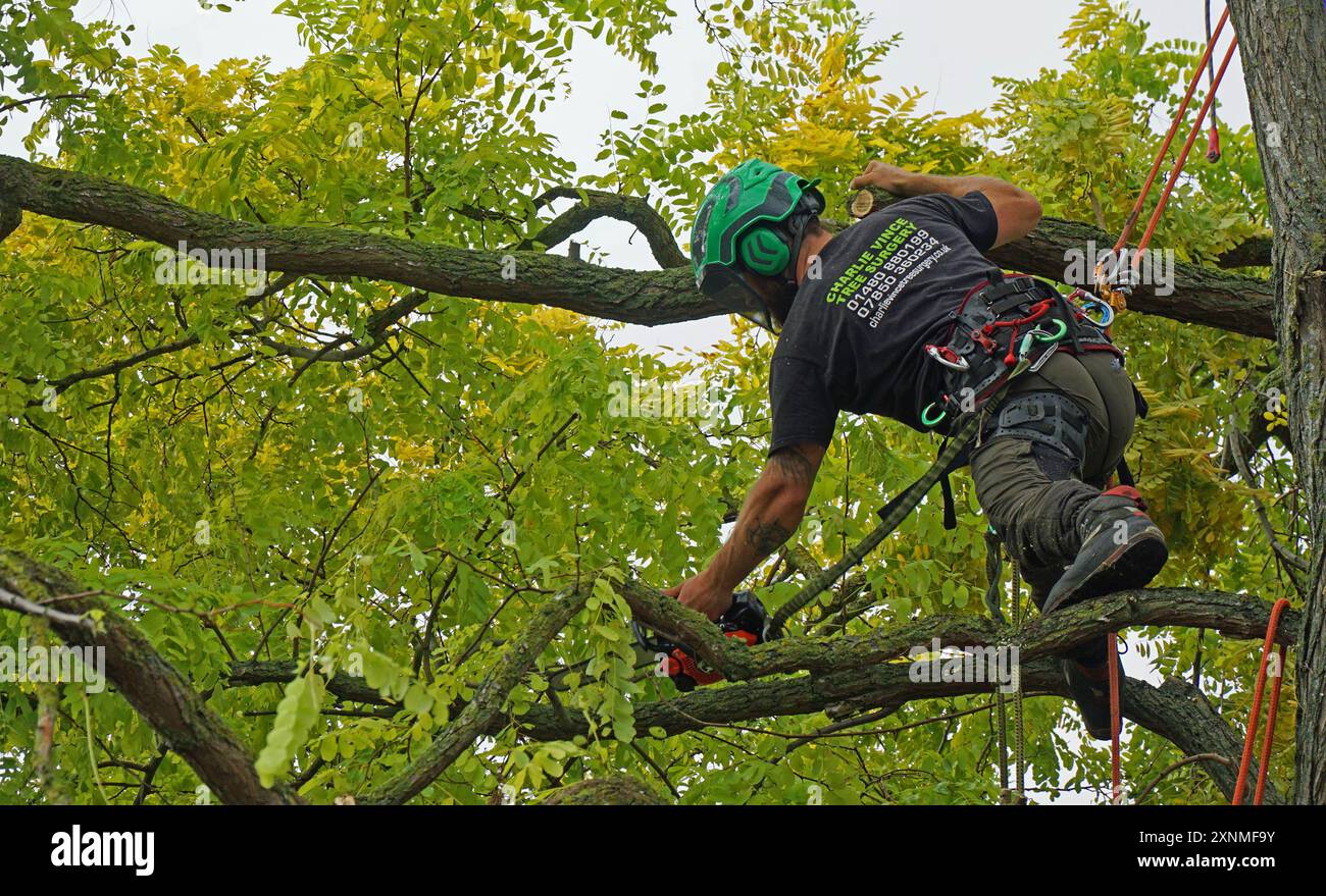 Tree Surgeon at work high up tree with chainsaw Stock Photo - Alamy