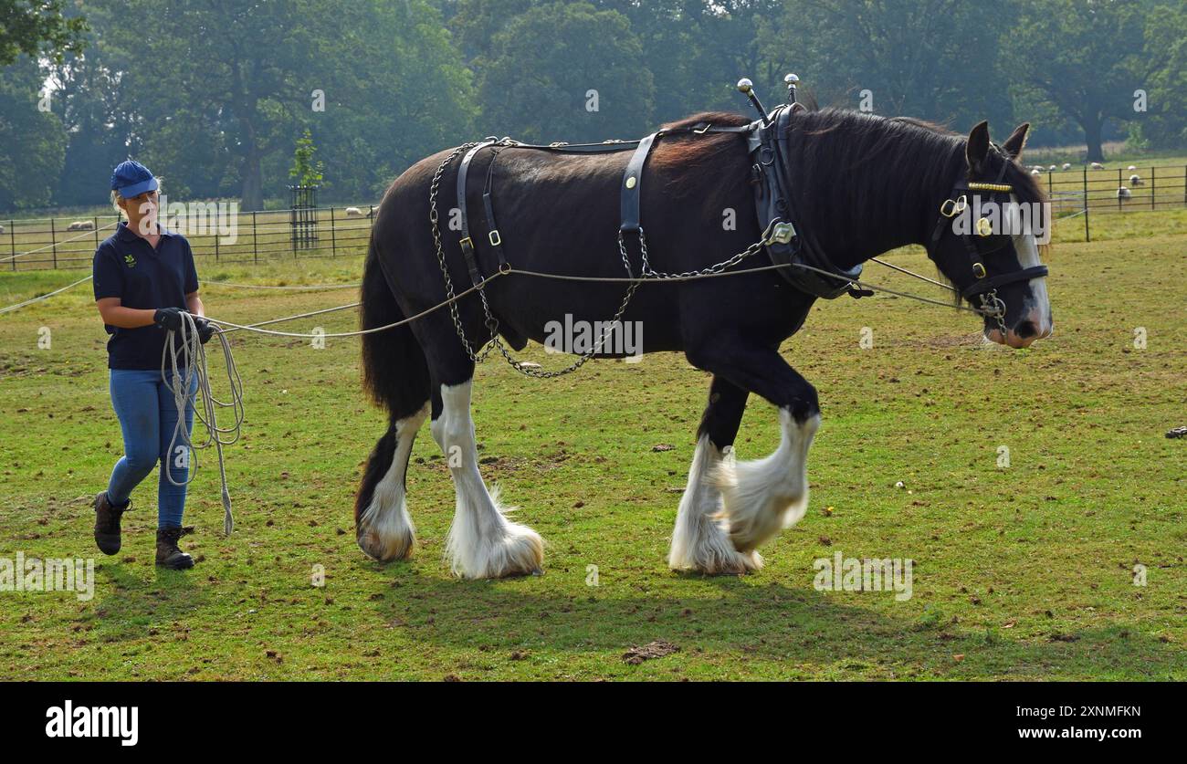 Shire Horse Walking with Female Handler in Contryside Stock Photo - Alamy
