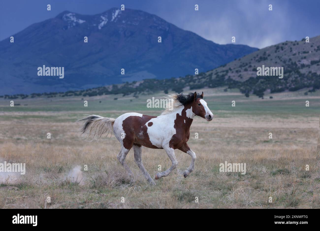 Wild paint horses hi-res stock photography and images - Alamy
