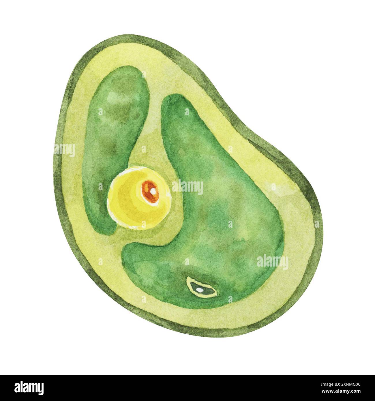 Microalgae cell hi-res stock photography and images - Alamy