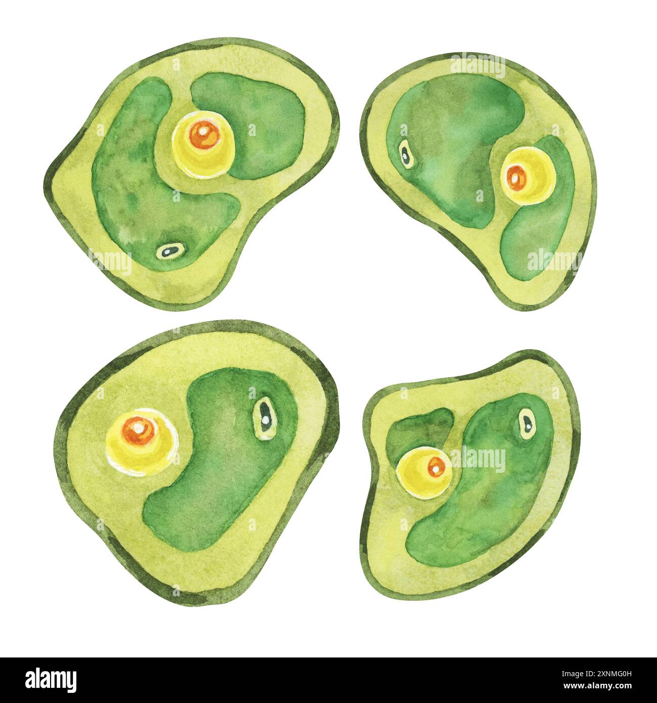 Chlorella algae set showcasing several green algae cells with vibrant ...