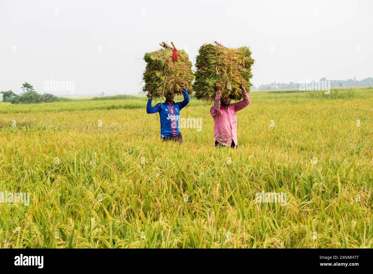 Rice field on rice paddy green color lush growing is a agriculture ...