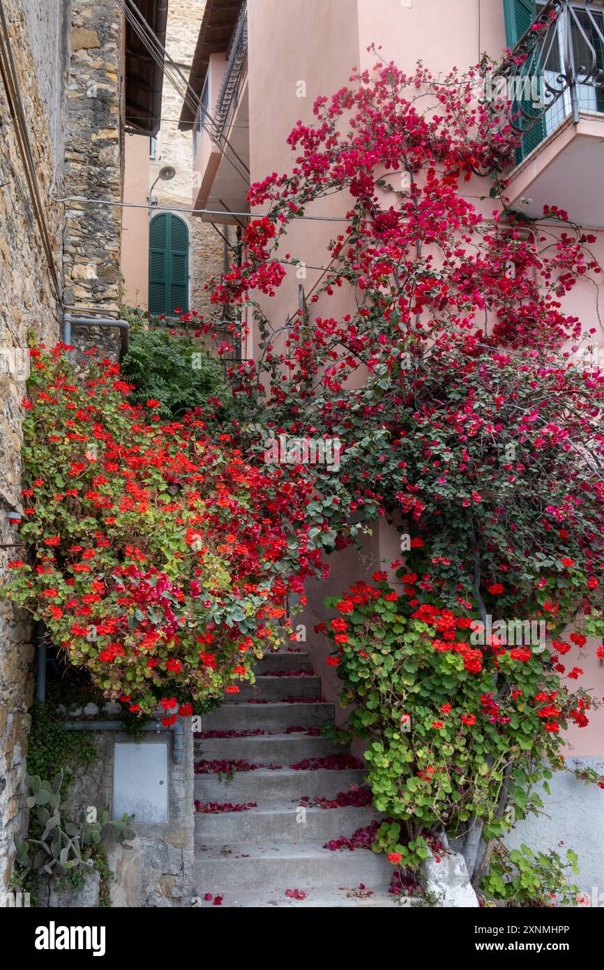 Bright pink Bougainvillea plant flowers growing on city wall in Liguria ...