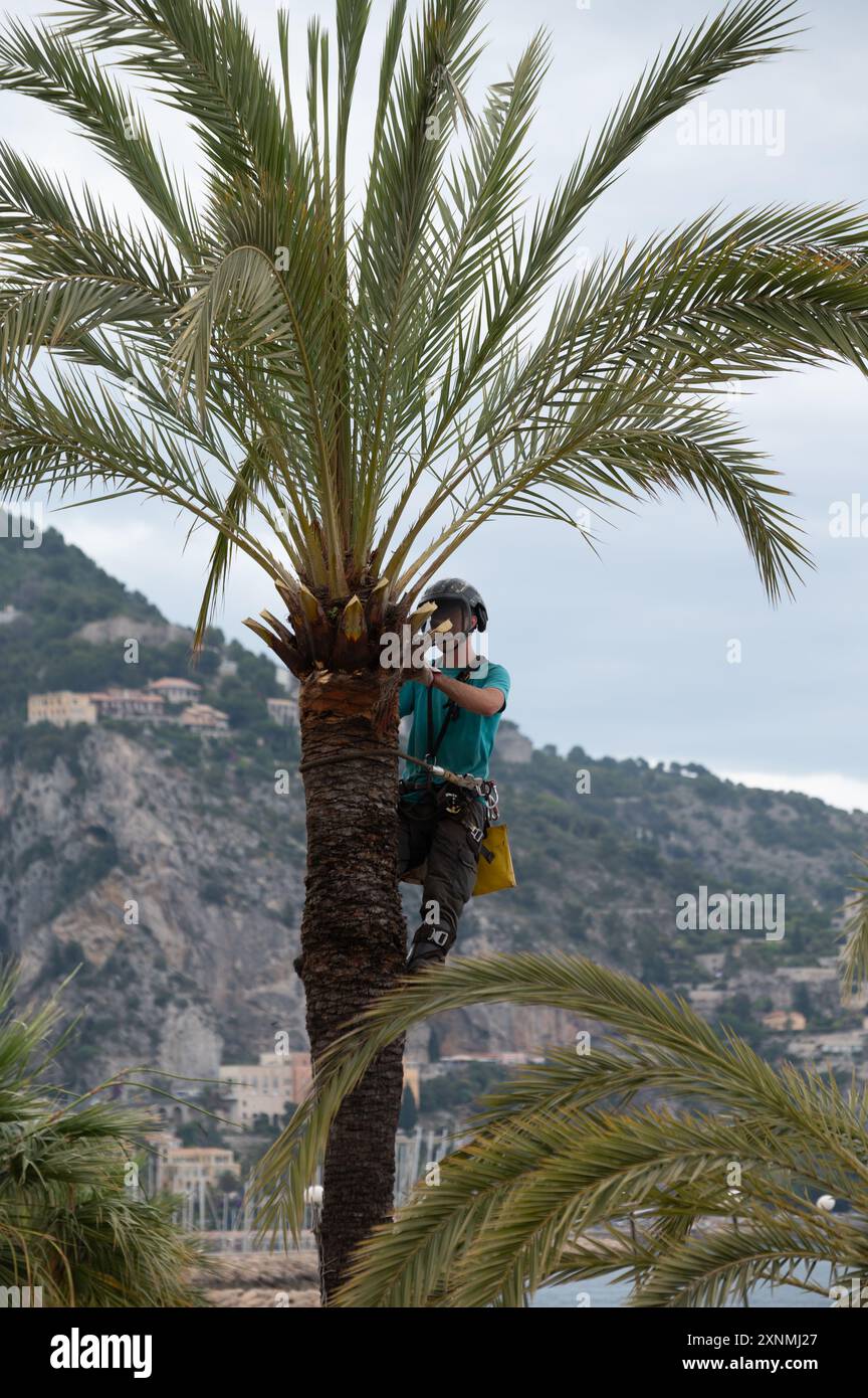 Seasonal maintenance work on trunk and leaves of palm trees on the ...