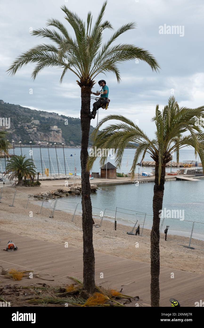 Seasonal maintenance work on trunk and leaves of palm trees on the ...