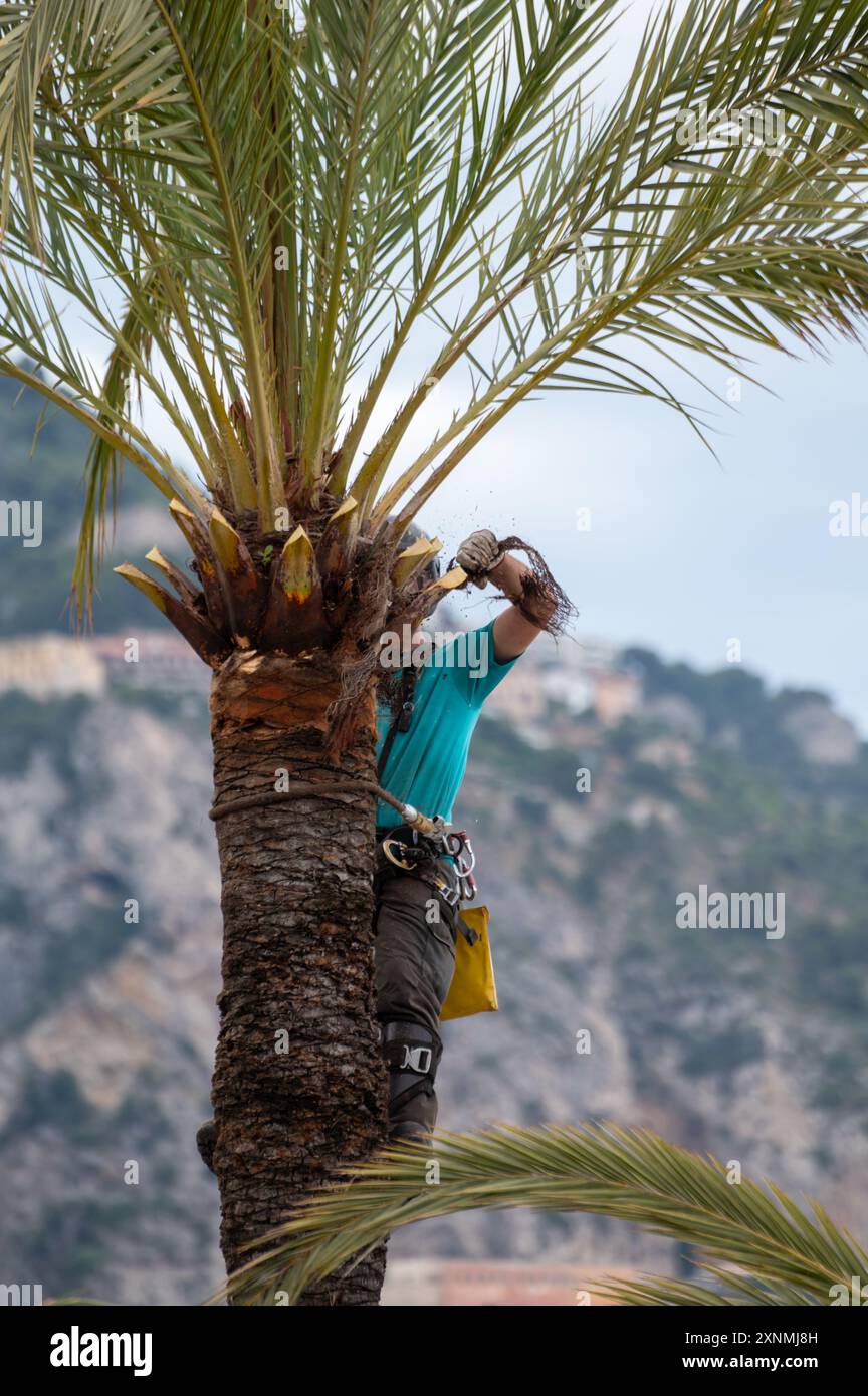 Seasonal maintenance work on trunk and leaves of palm trees on the ...