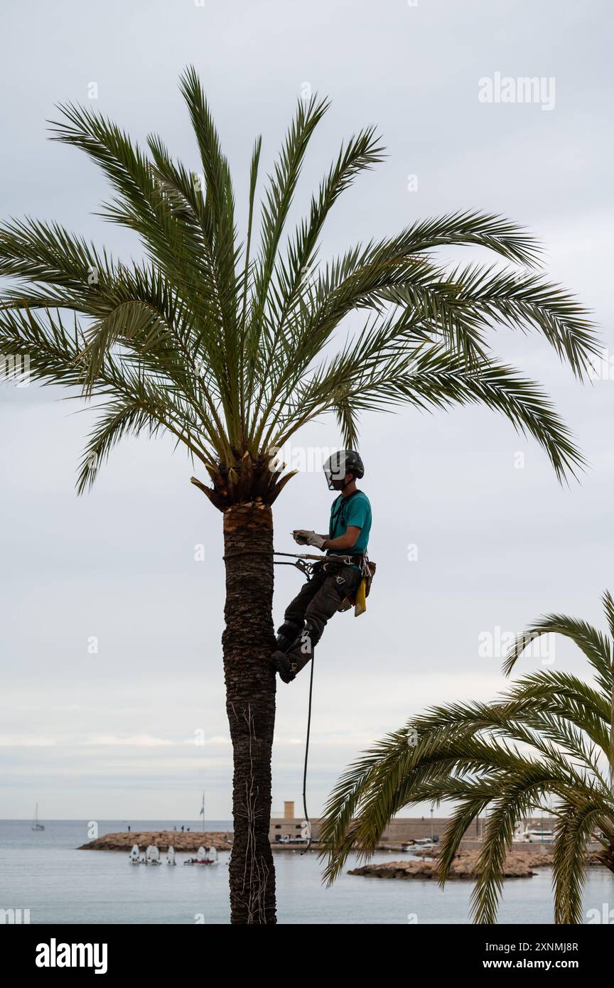 Seasonal maintenance work on trunk and leaves of palm trees on the ...