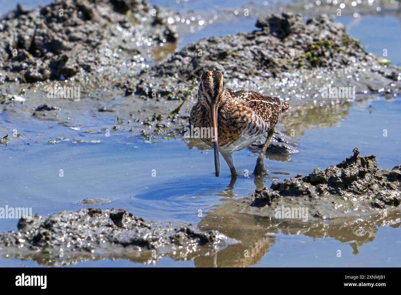 Common snipe (Gallinago gallinago) in camouflage colours foraging in ...