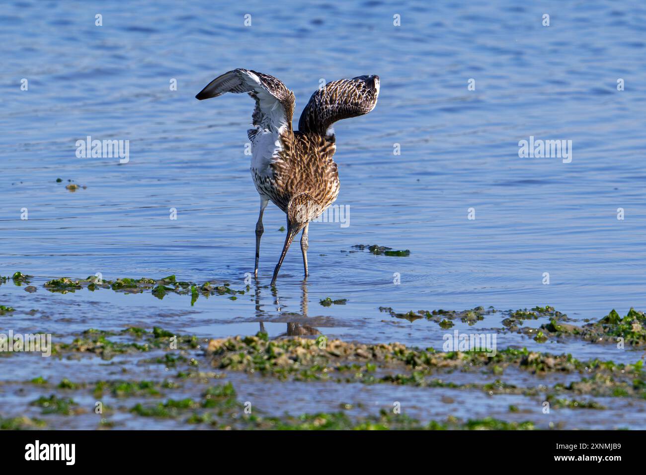 Eurasian curlew / common curlew (Numenius arquata) showing white ...