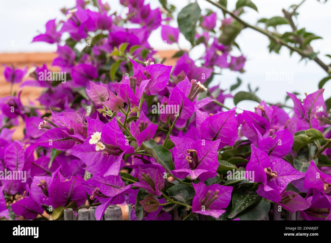 Bright pink Bougainvillea plant flowers growing on city wall in Liguria ...