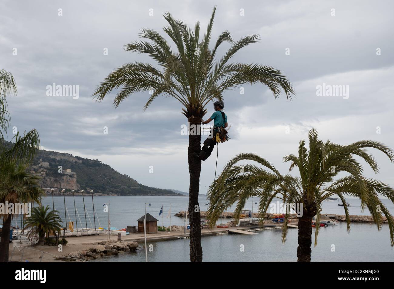 Seasonal maintenance work on trunk and leaves of palm trees on the ...