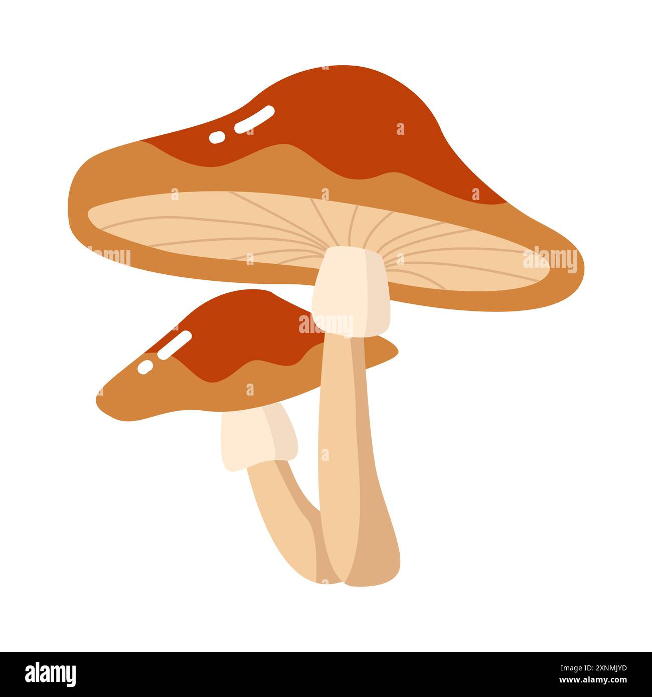 White mushroom fungi in Stock Vector Images - Alamy