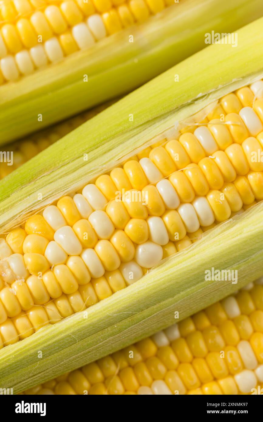 Multi Colored Sweet Corn on the Cob Ready to Cook Stock Photo - Alamy
