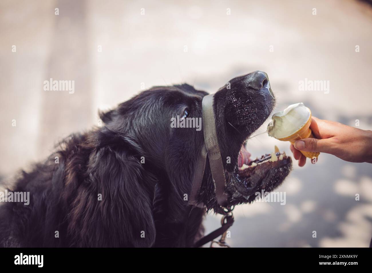 Newfoundland puppy eating an ice cream Stock Photo - Alamy