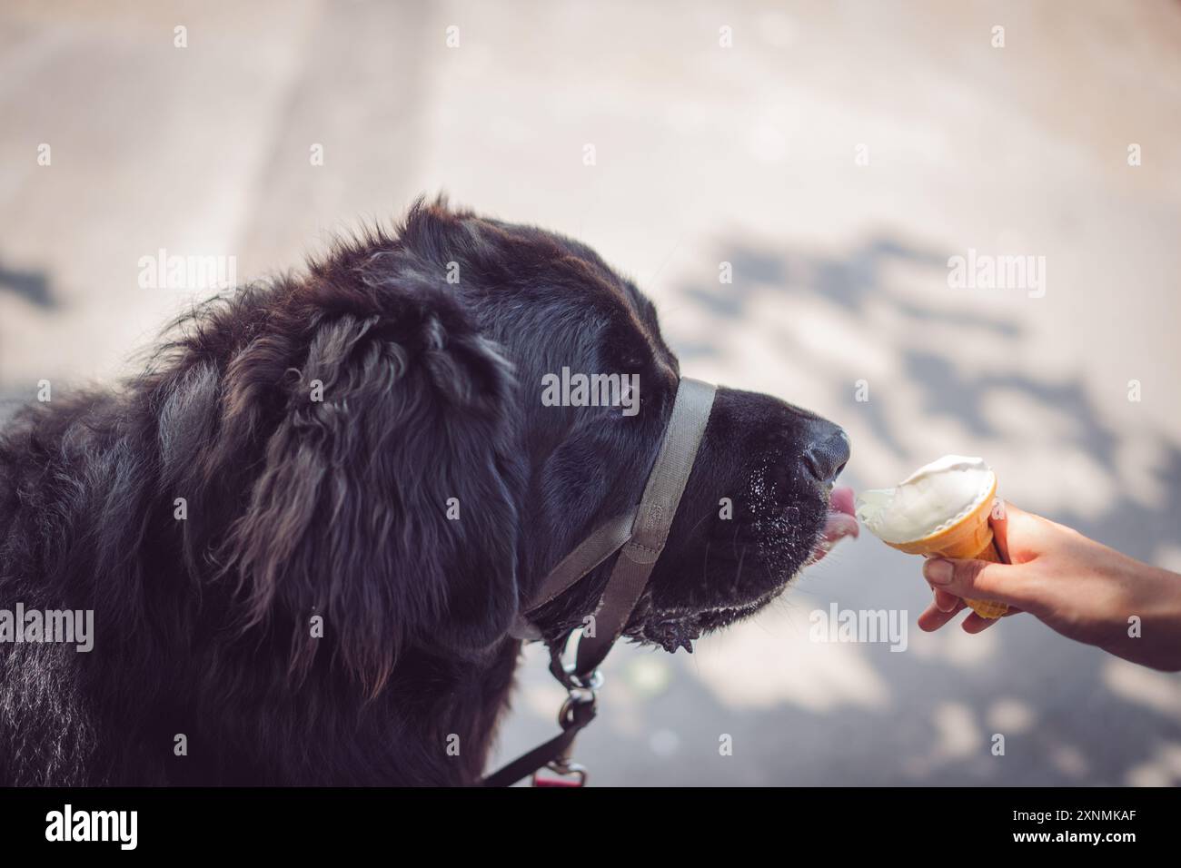 Newfoundland puppy eating an ice cream Stock Photo - Alamy