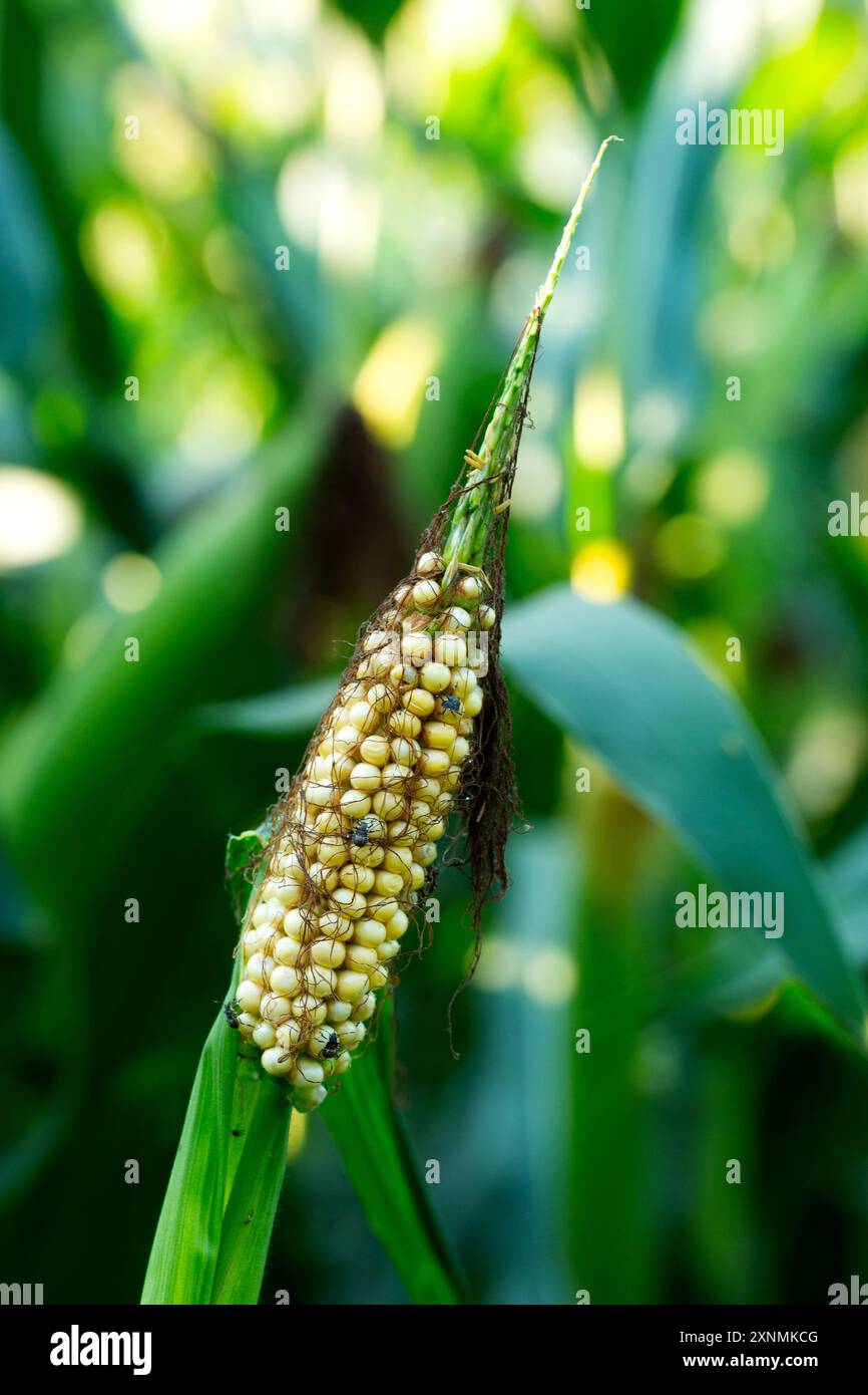 Corn cob in corn plantation field. Disease, insect infestation ...