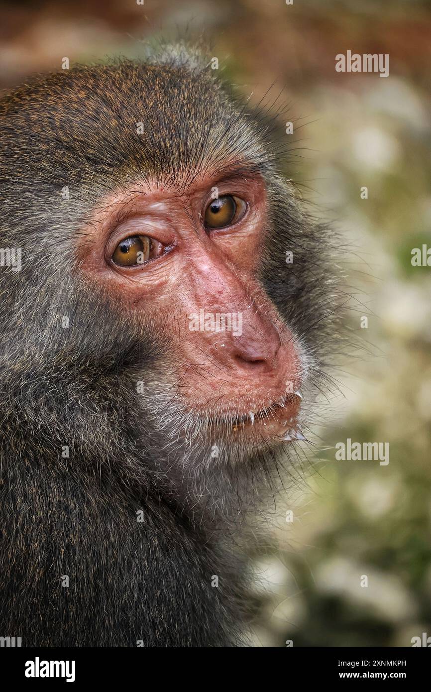 Taiwan macaque formosan rock monkey hi-res stock photography and images ...