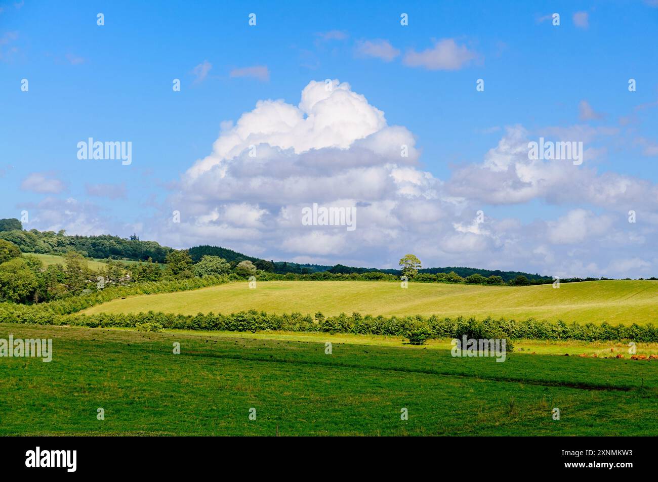 A tranquil countryside displays vibrant green fields and soft ...