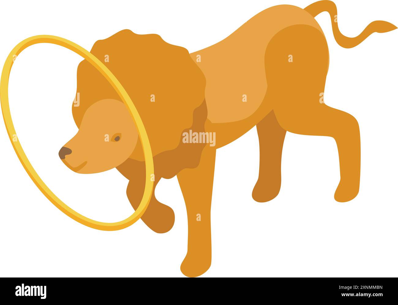 Trained lion is jumping through a ring in a circus performance Stock ...