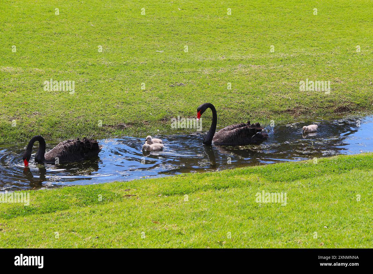 Family of black swans in a water channel within the green, Perth ...