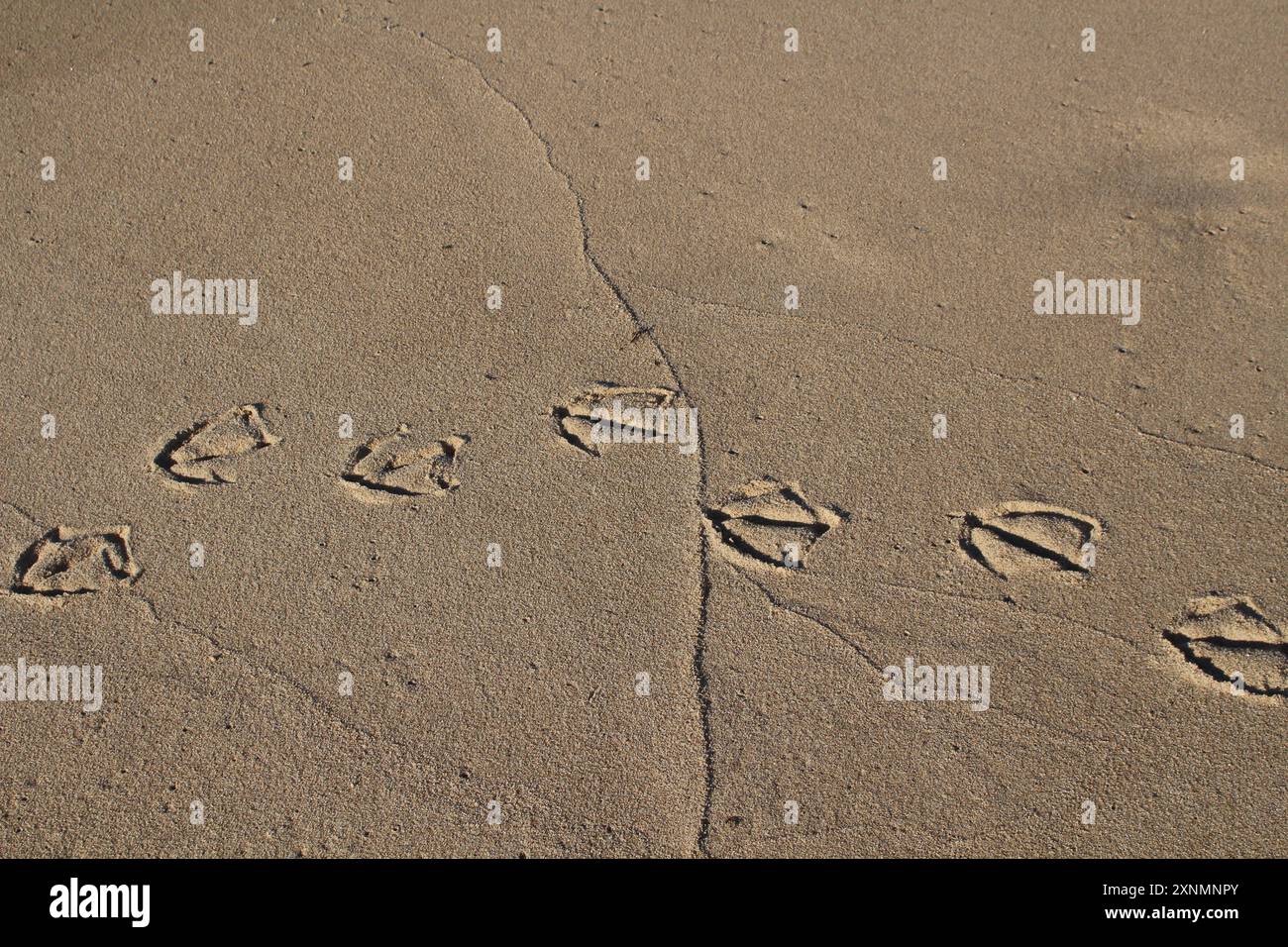Duck Tracks In Sand