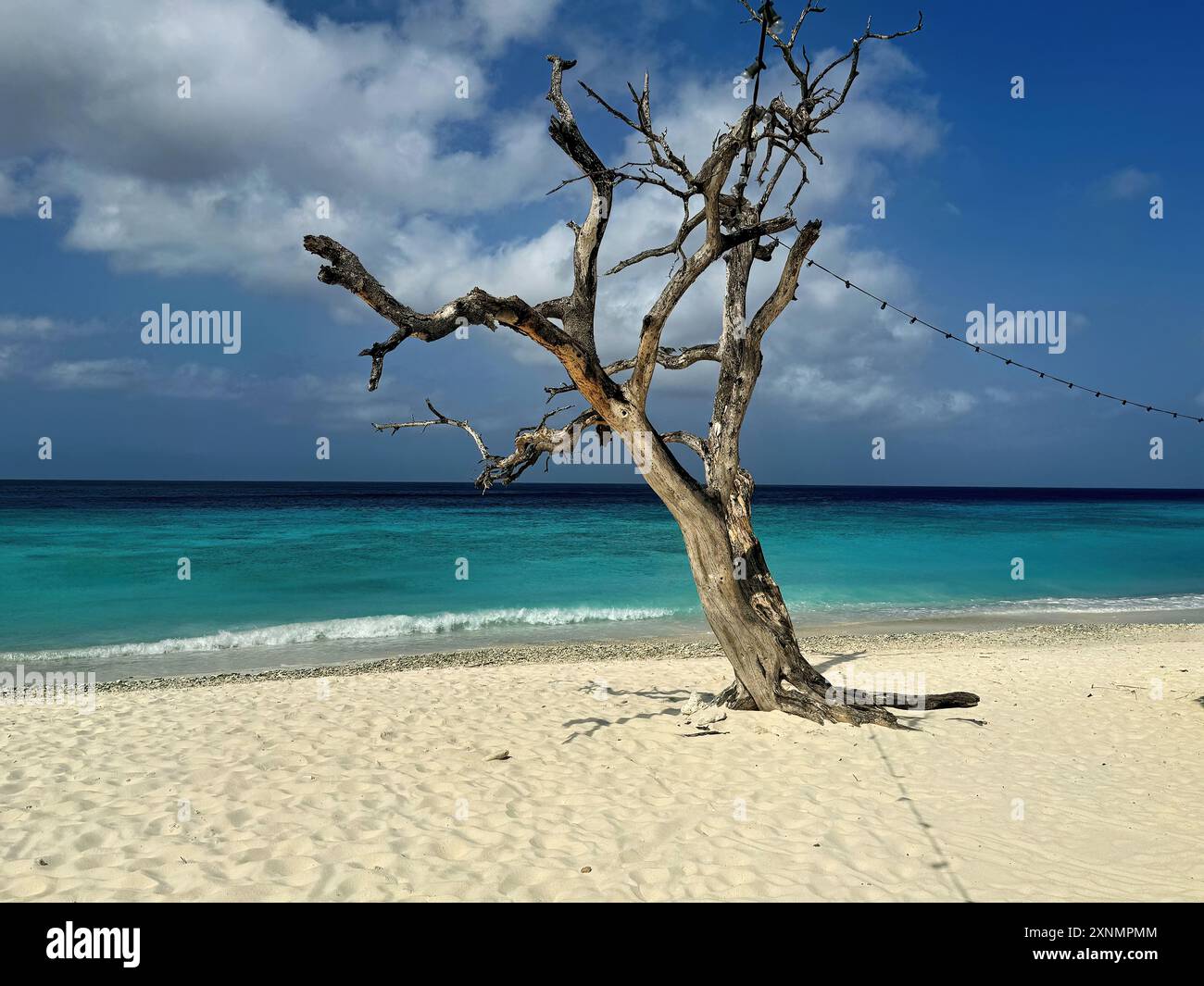 Old dead tree on beach hi-res stock photography and images - Alamy