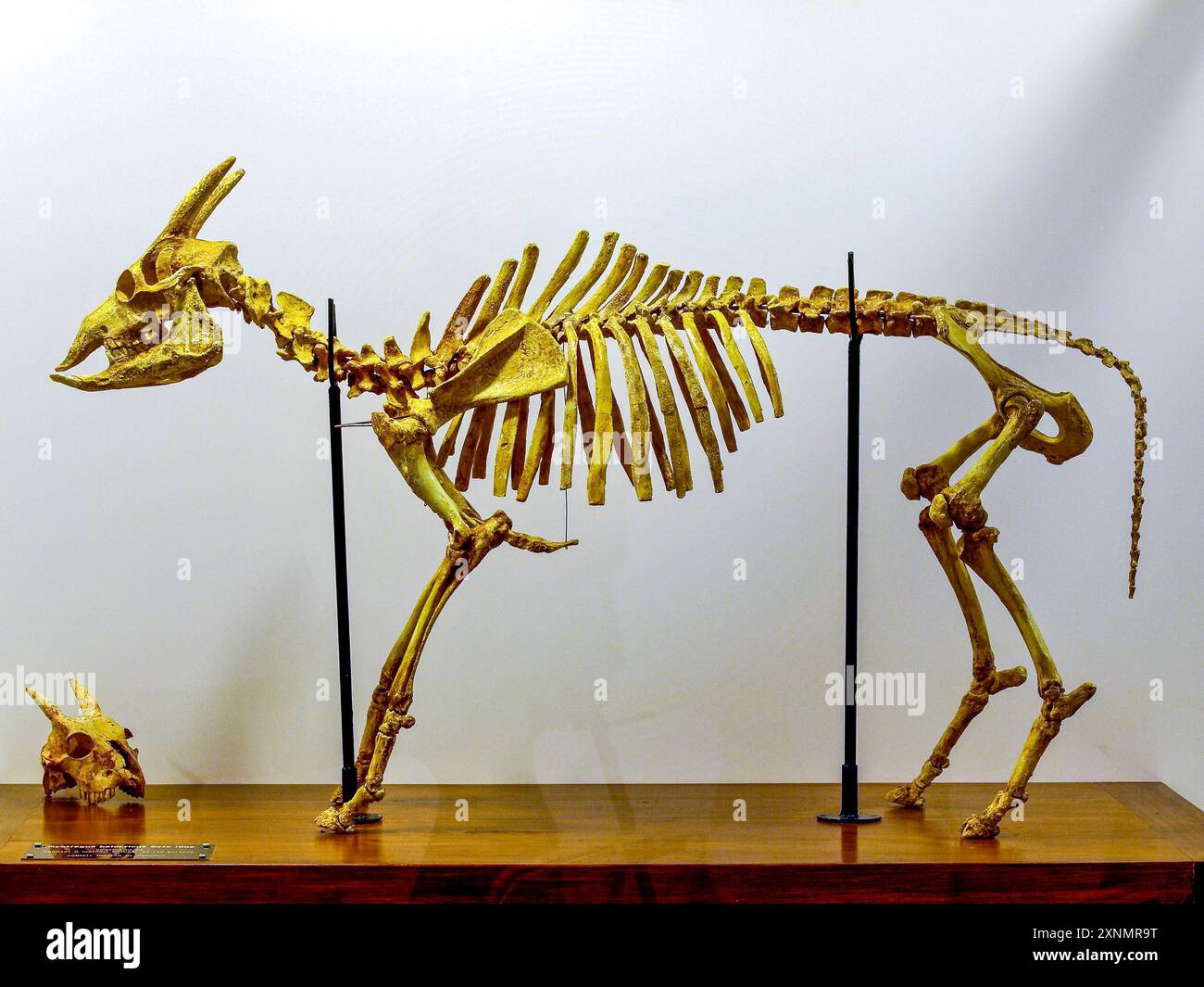 Cuaternary fauna hi-res stock photography and images - Alamy