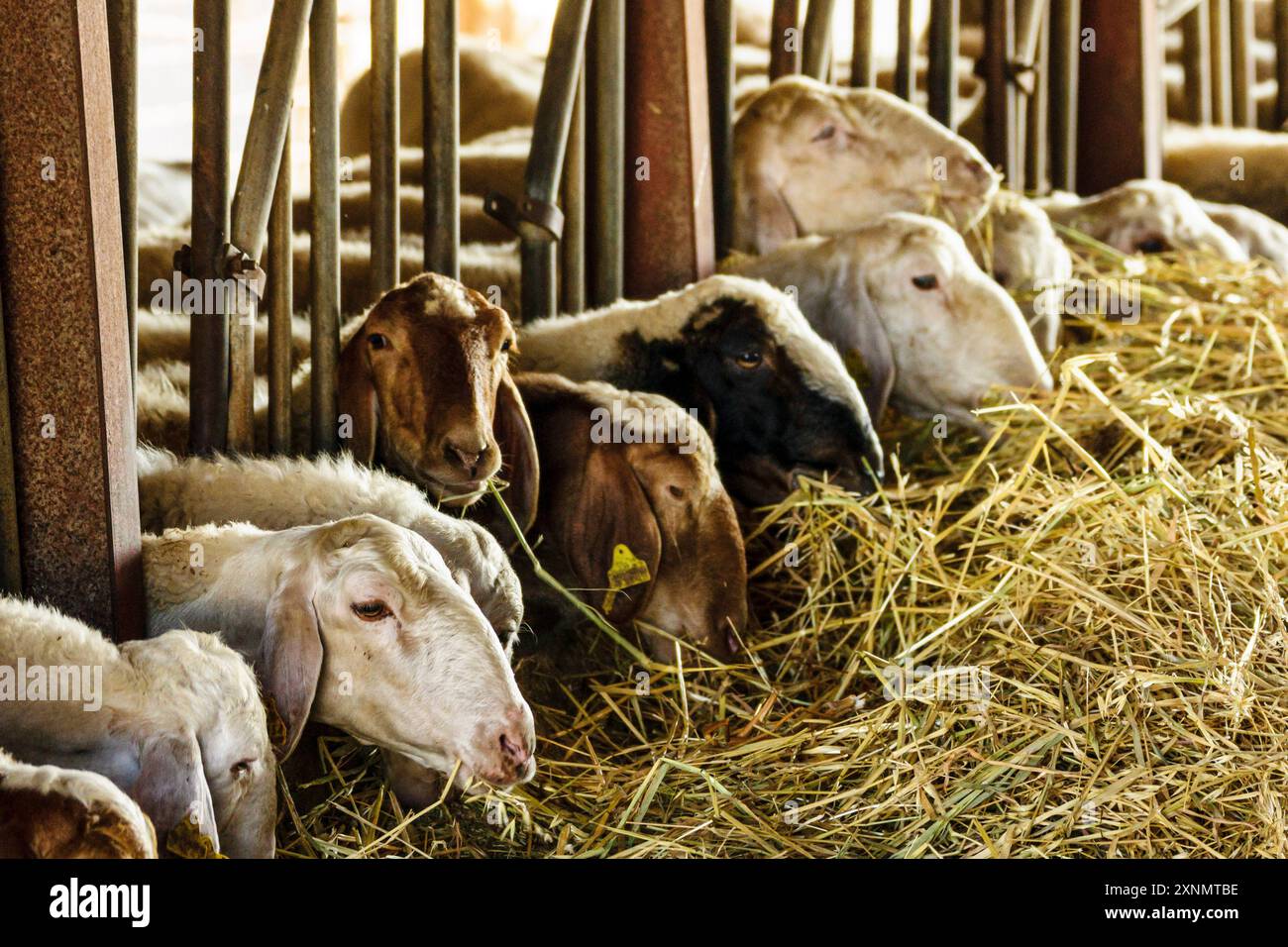 ganado ovino para la fabricacion artesanall de queso Binibeca de Jaume ...