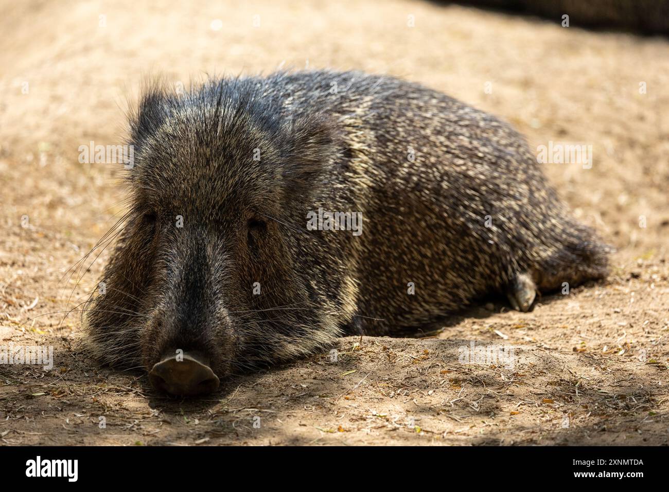 Chacoan peccary, hi-res stock photography and images - Alamy