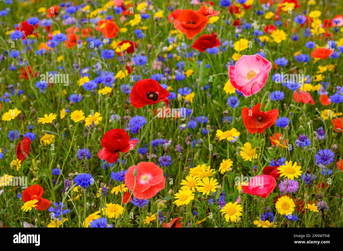 A wild flower meadow in the Cotswolds. England Stock Photo - Alamy