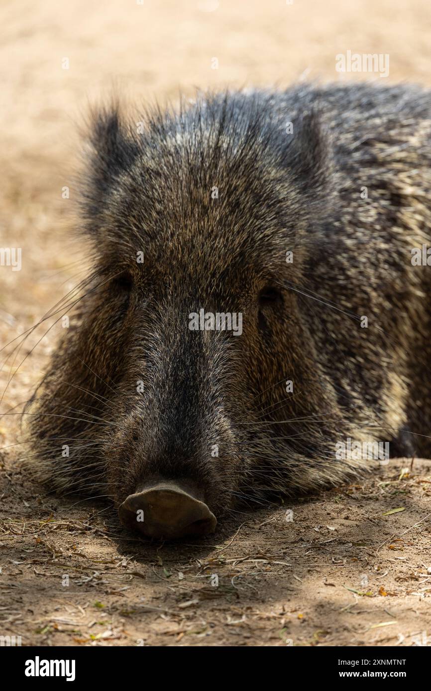Chacoan peccary, hi-res stock photography and images - Alamy